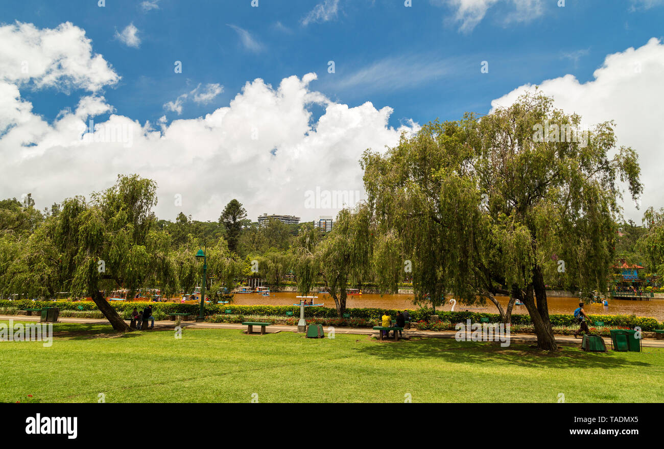 Philippine pine tree hi-res stock photography and images - Alamy