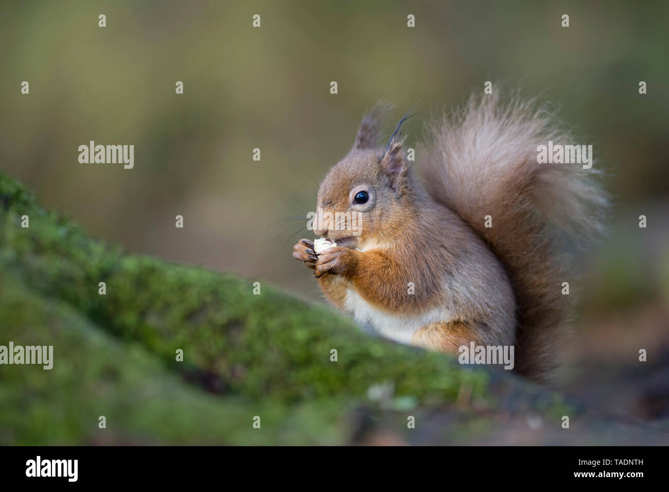 Red squirrel eating Stock Photo - Alamy
