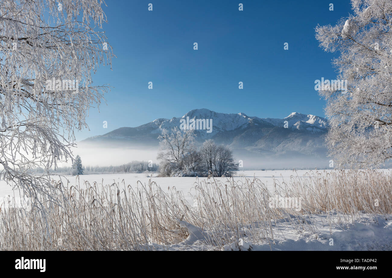 Germany, Upper Bavaria, Kochel, trees and shore grass covered with ...