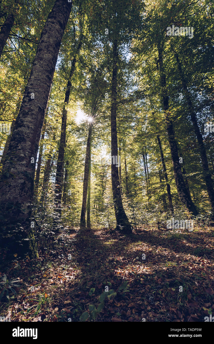 Lush forest scene sun hi-res stock photography and images - Alamy