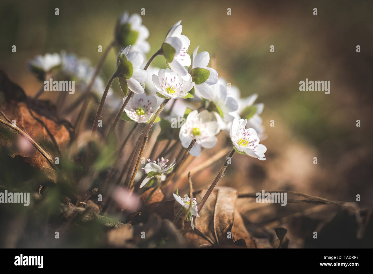 Liverwort anemone hepatica germany hi-res stock photography and images ...