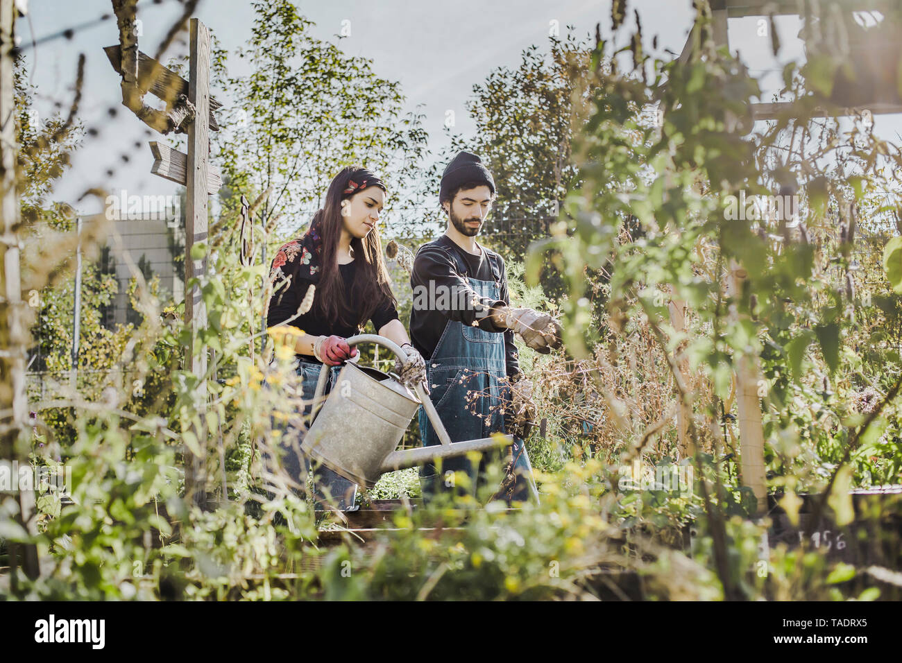 Couple gardening in urban garden together Stock Photo - Alamy