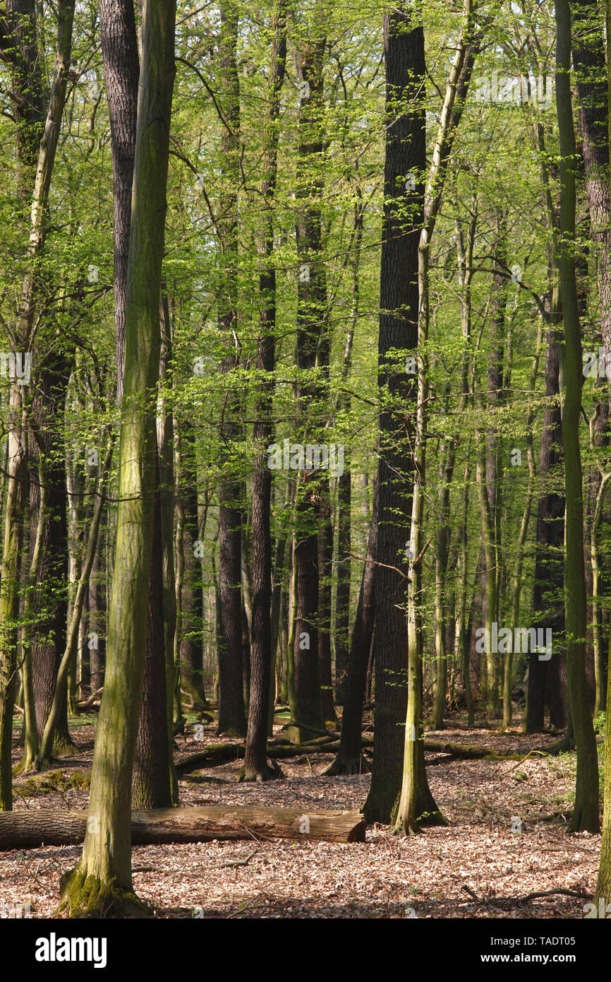 Germany forest hi-res stock photography and images - Alamy