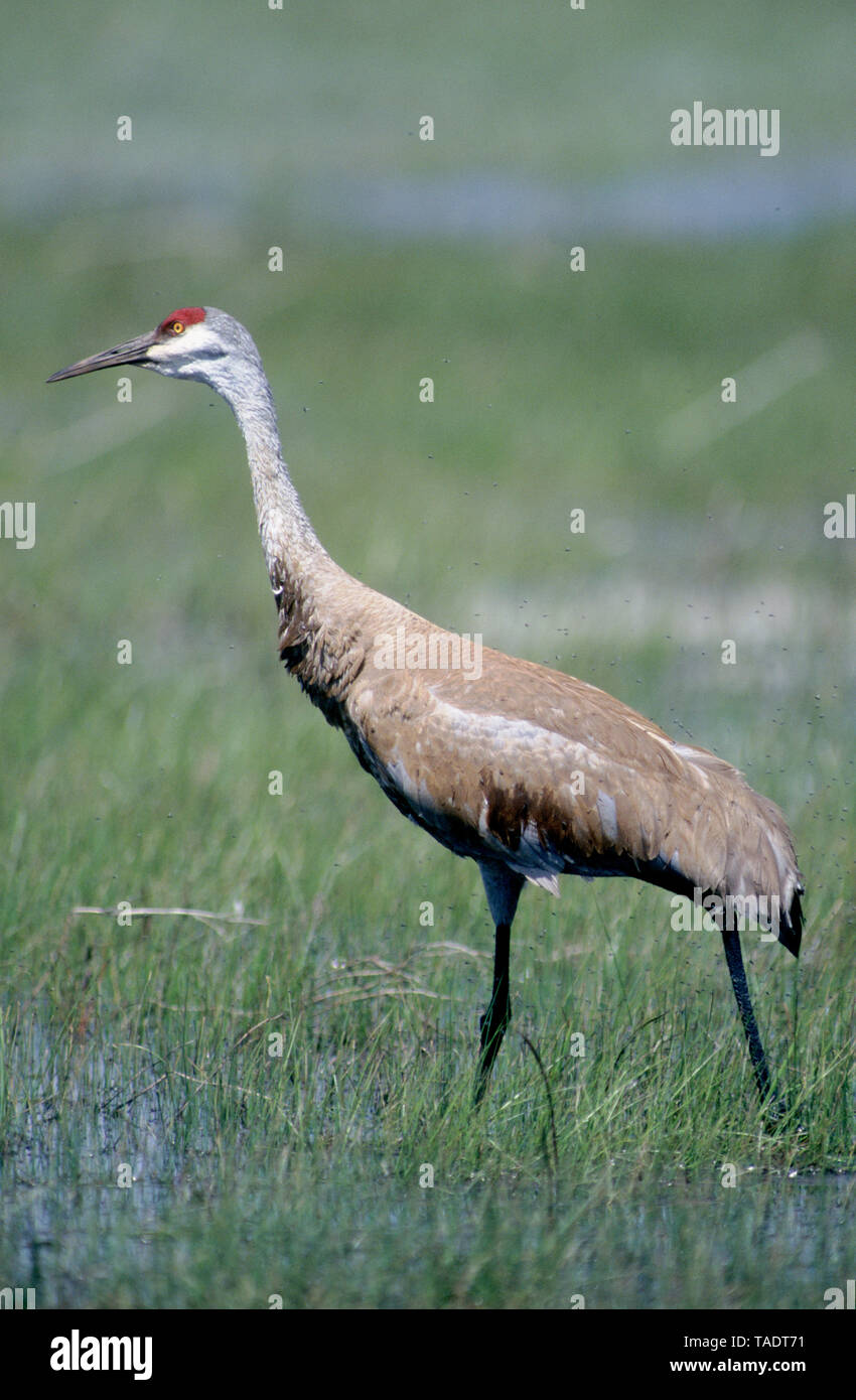 Adult greater sandhill crane wading at Camas Prairie Centennial Marsh ...