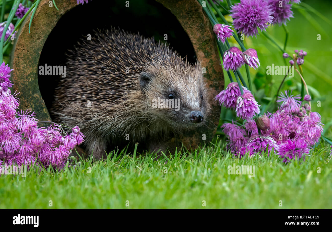 Hedgehog, (Scientific name: Erinaceus Europaeus) wild, native, European ...