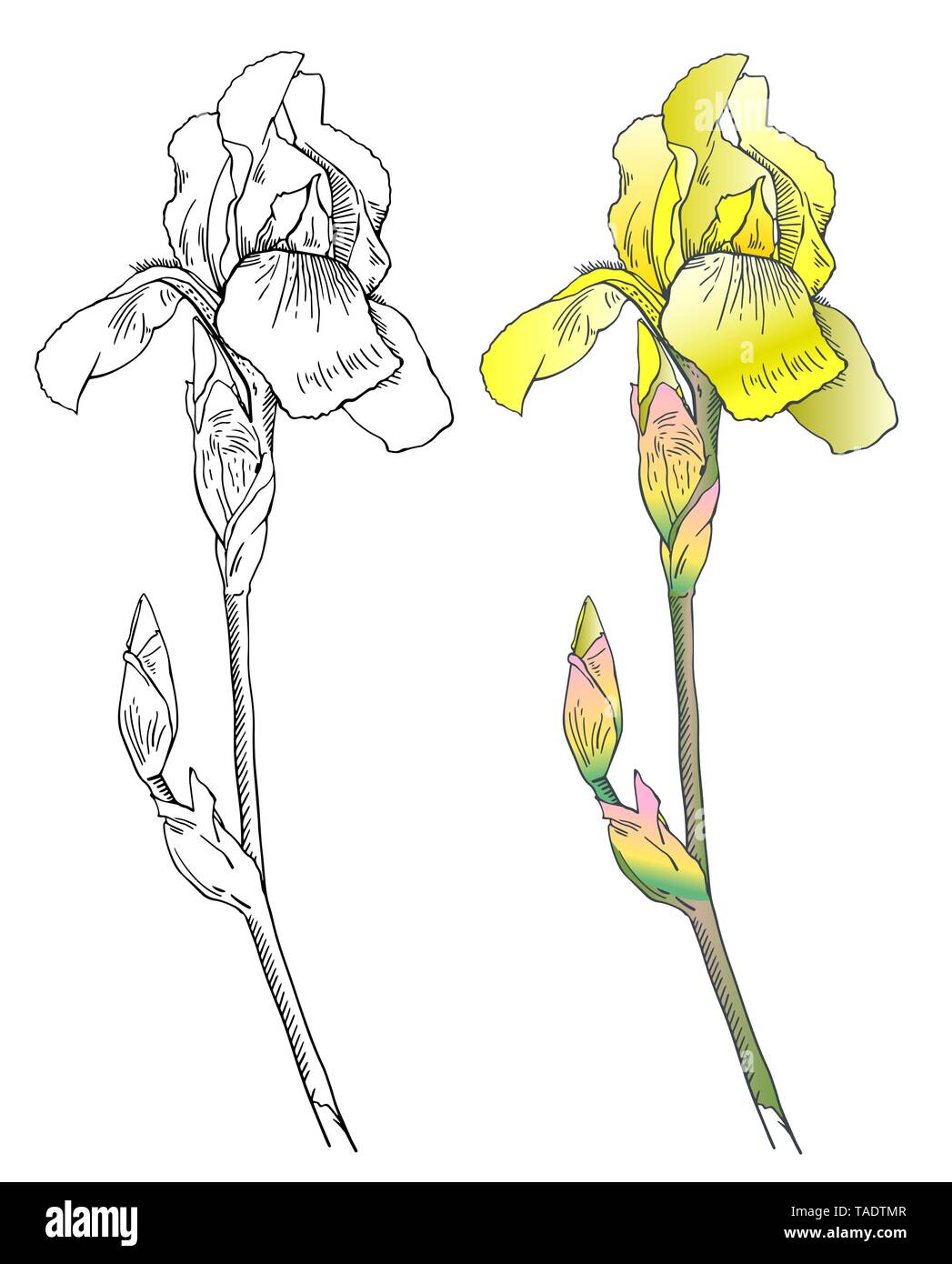 Iris flower spring line Stock Vector Images - Alamy