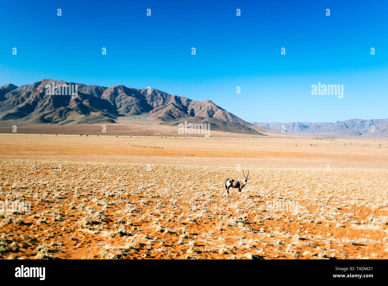 Antilop hi-res stock photography and images - Alamy