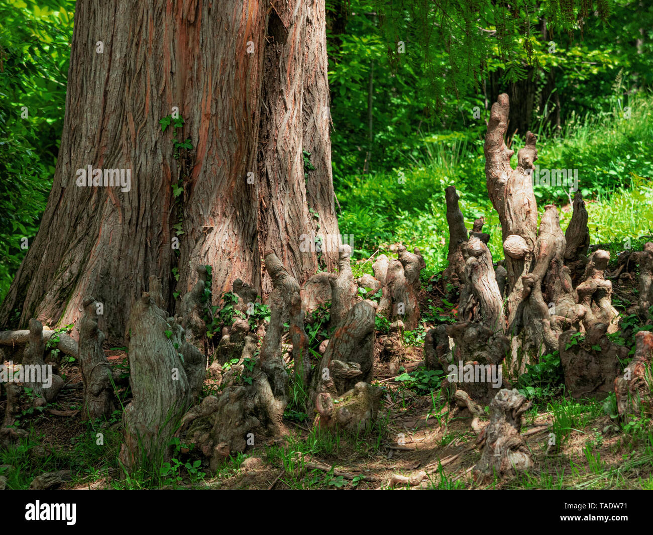Cypress roots hi-res stock photography and images - Alamy