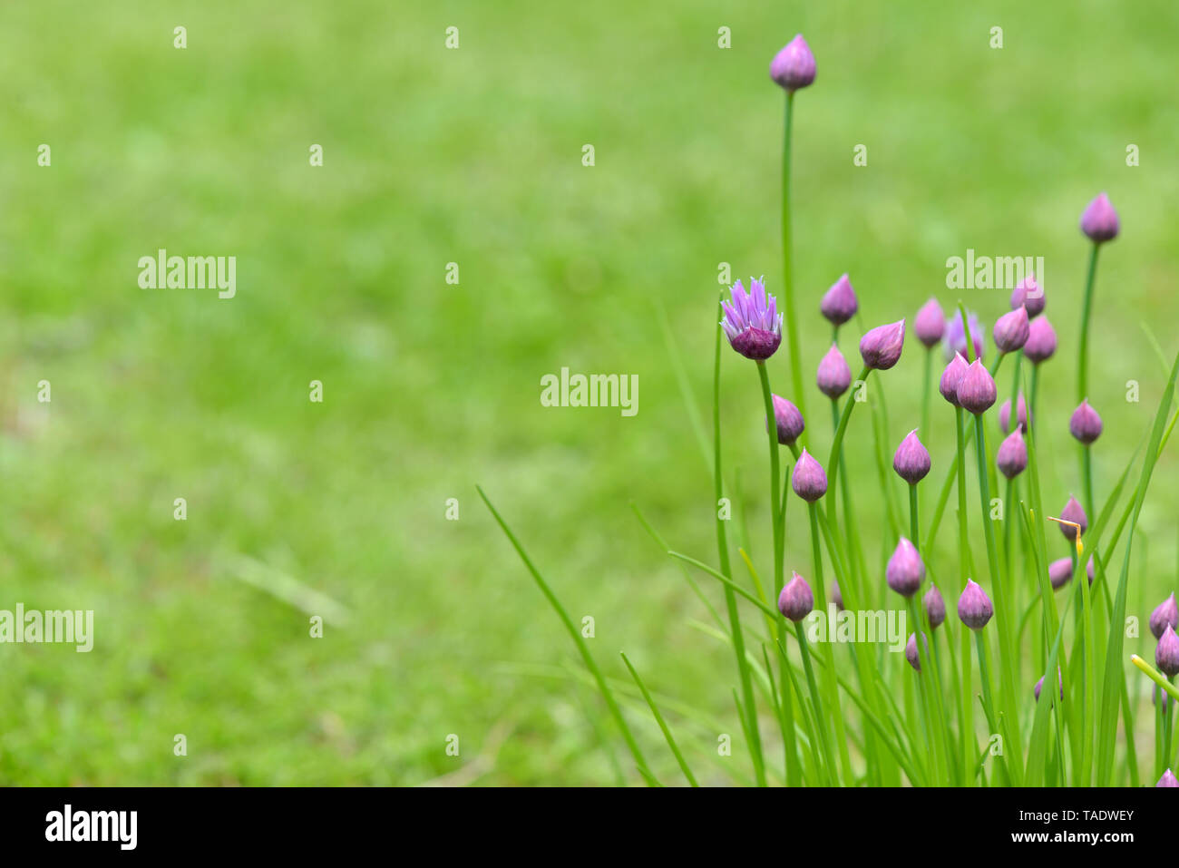 beautiful buds of chives blooming in green background with copy space ...