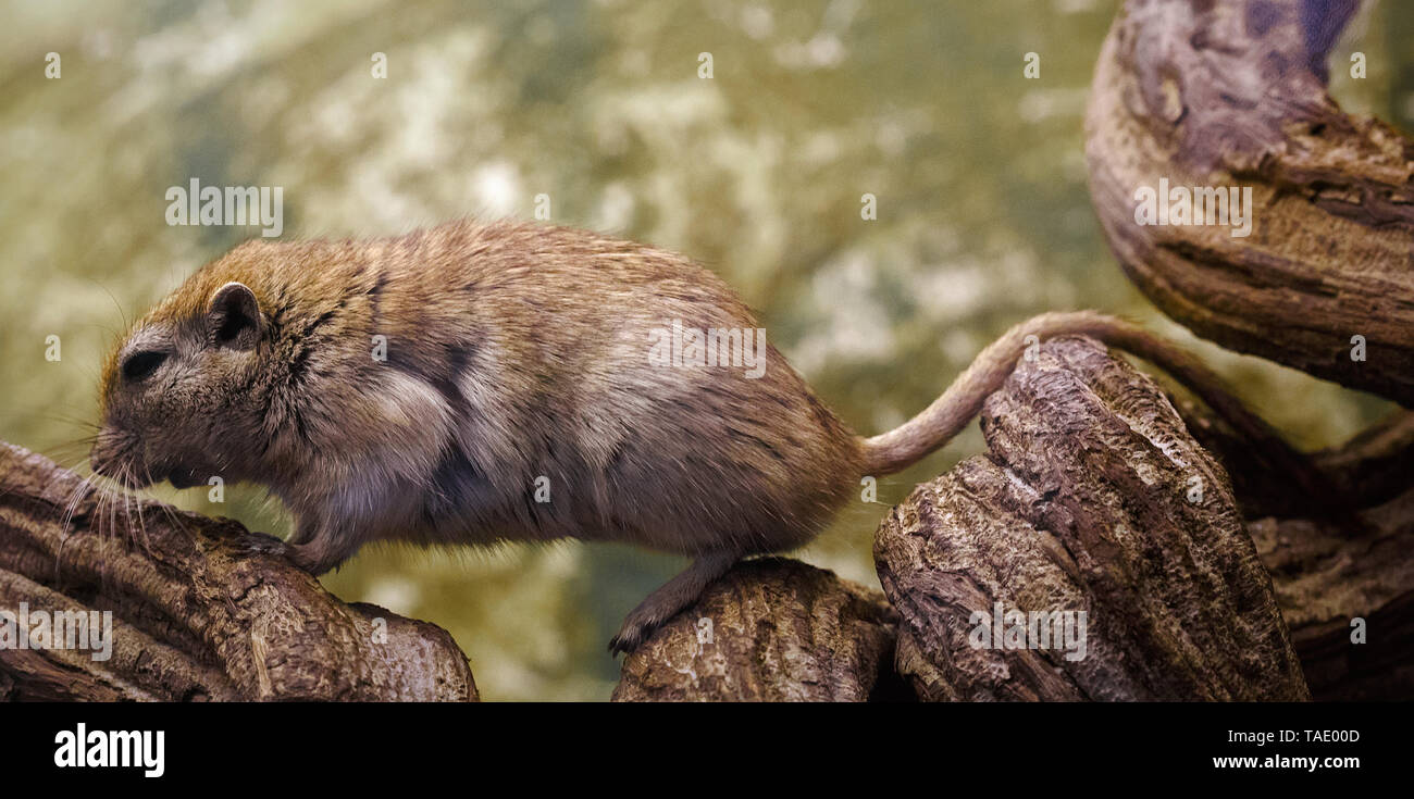 Mouse in the wild. Side view of the mouse that sits on a branch Stock ...