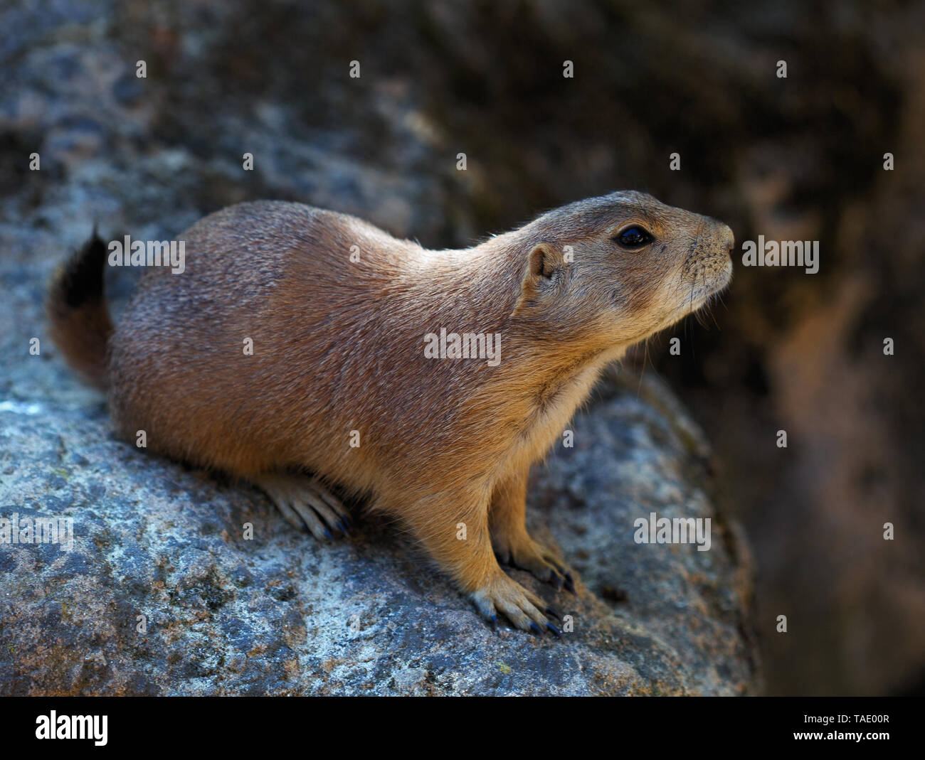 Gopher close up. A young ground squirrel in the wild looks sideways ...