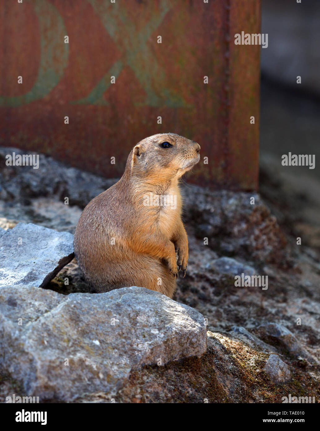 Gopher close up. A young ground squirrel in the wild looks sideways ...
