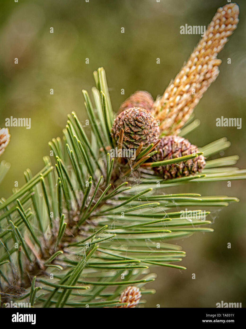 Conifer bud tree spring hi-res stock photography and images - Alamy