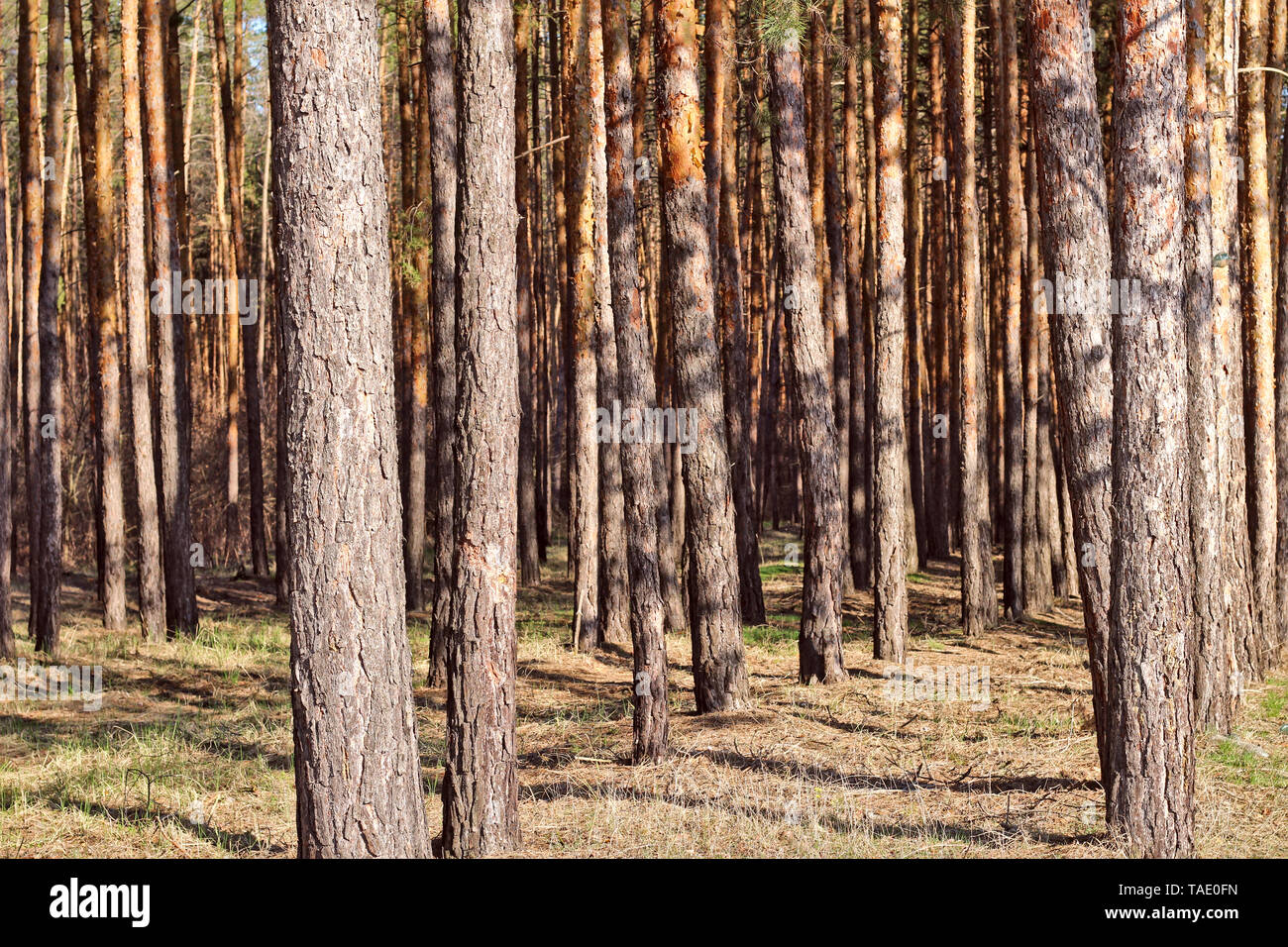 Tall slender pine trees in hi-res stock photography and images - Alamy