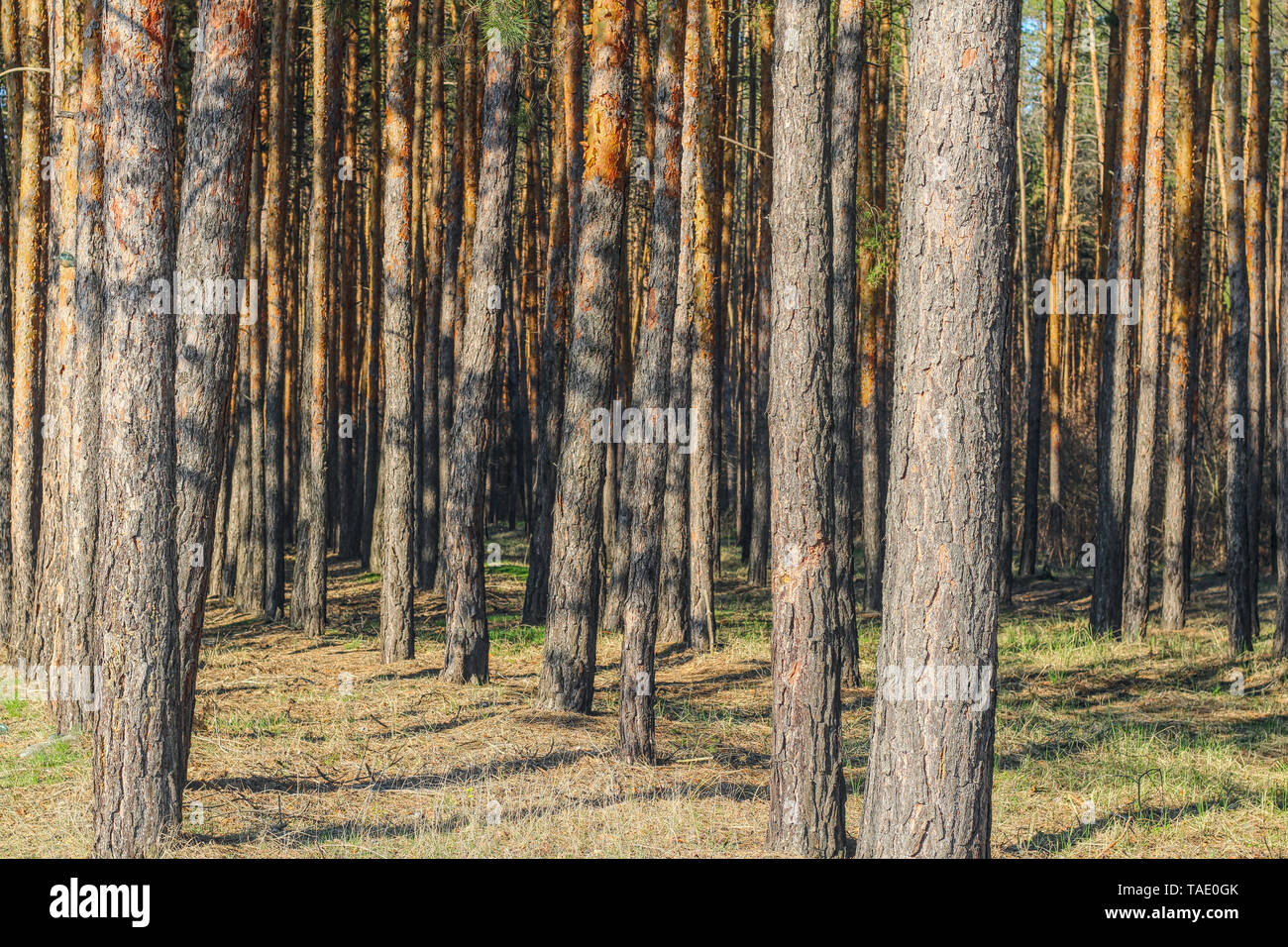 Tall slender pine trees in hi-res stock photography and images - Alamy