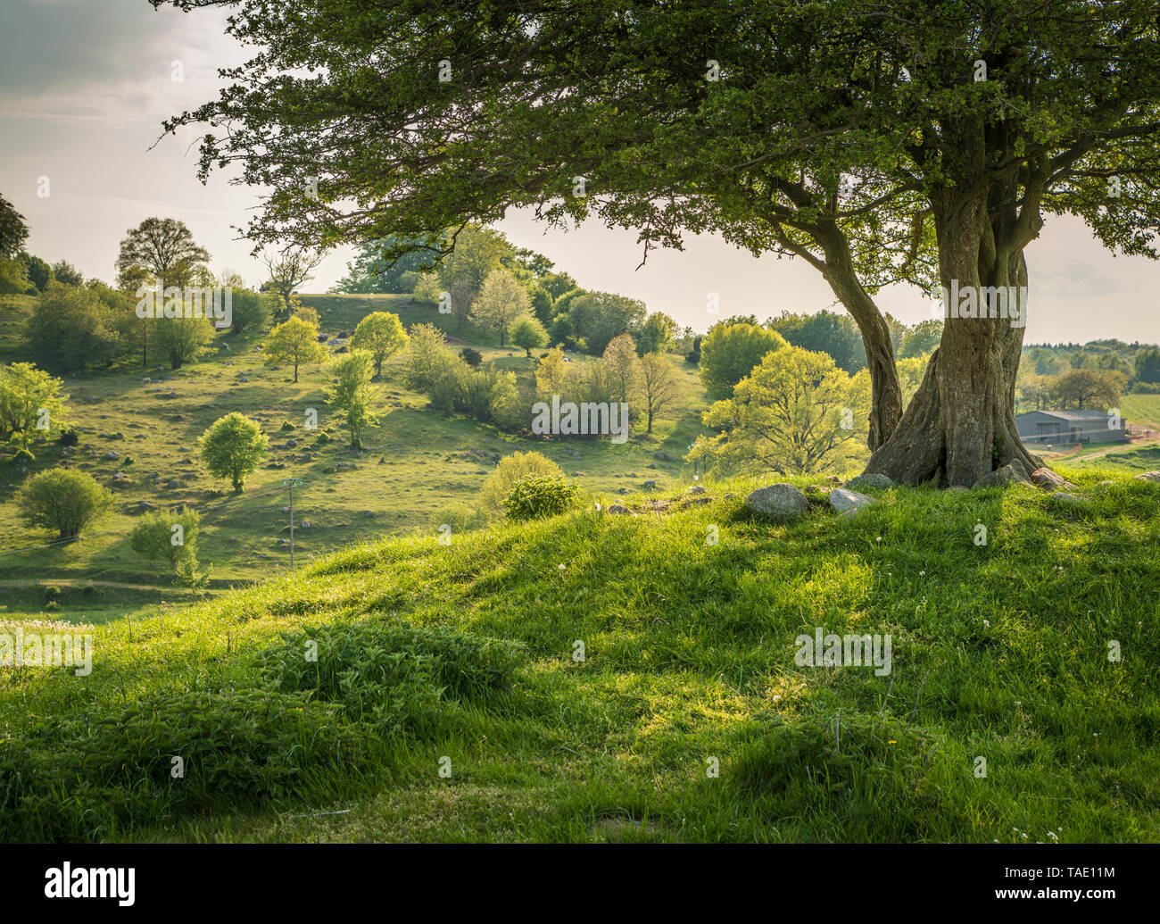 Osterlen skane skane scania summer hi-res stock photography and images ...