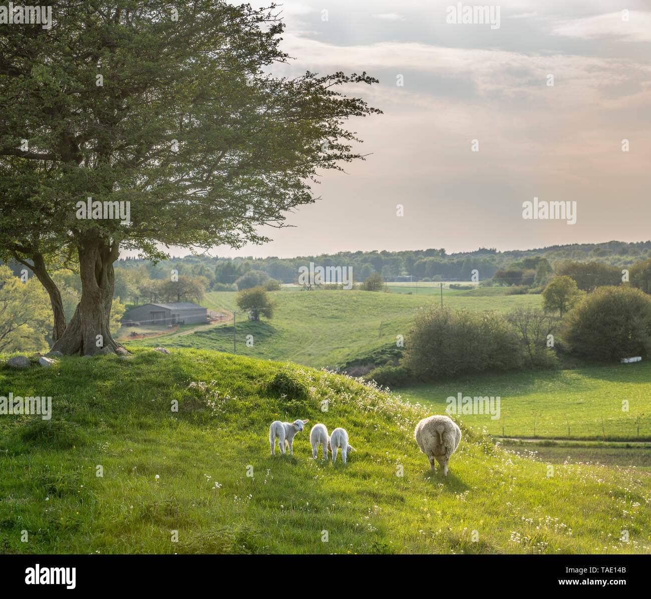 Side view baby lamb in hi-res stock photography and images - Alamy