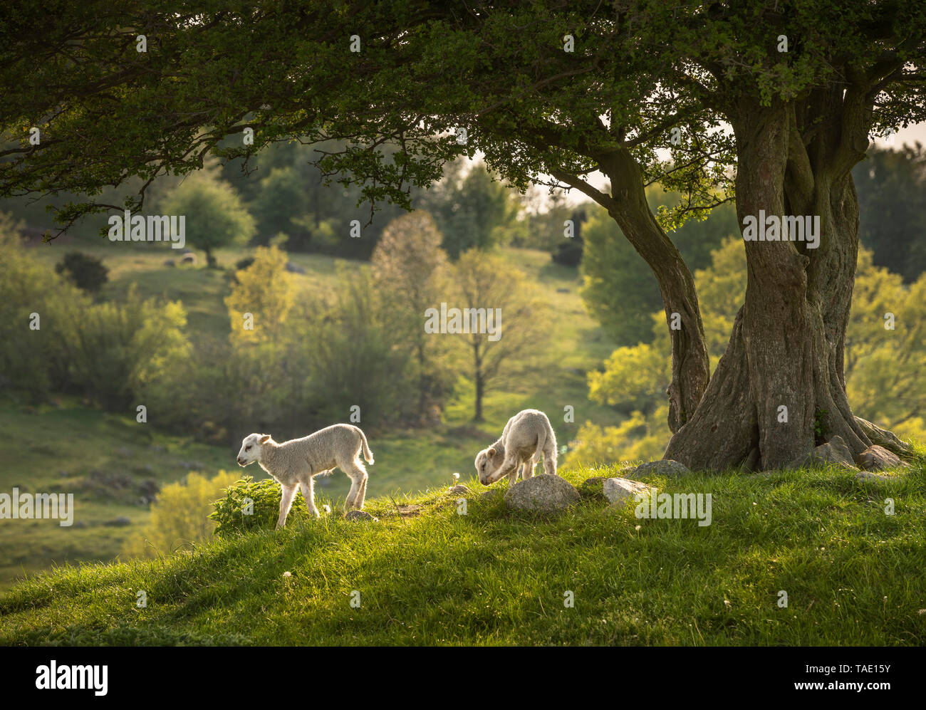 Lamb under tree hi-res stock photography and images - Alamy