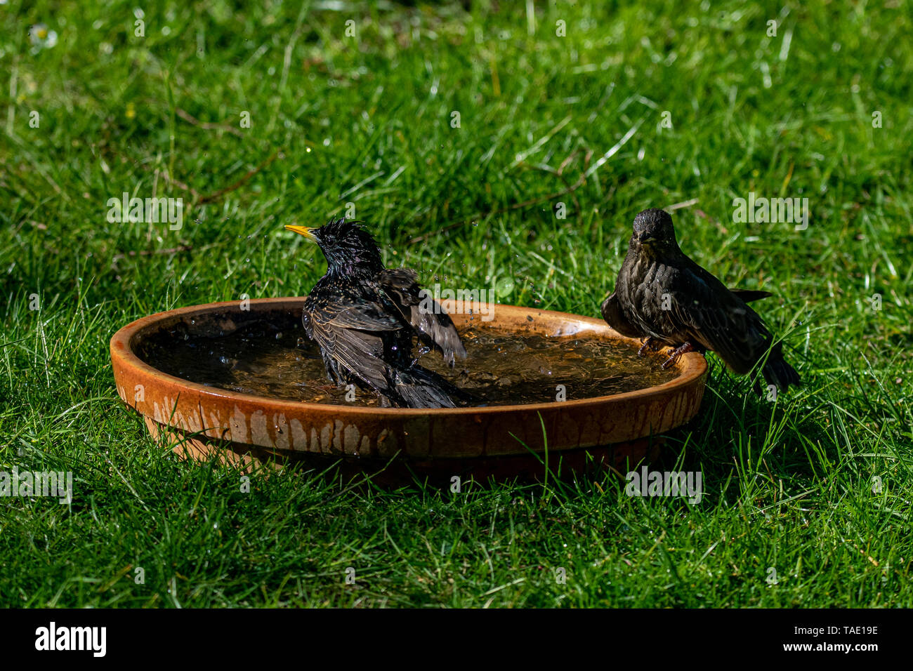 Wild birds starlings (Sturnus vulgaris) splashing and bathing in water ...