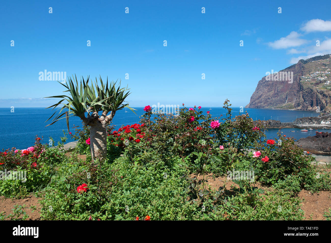 Flora of madeira hi-res stock photography and images - Alamy