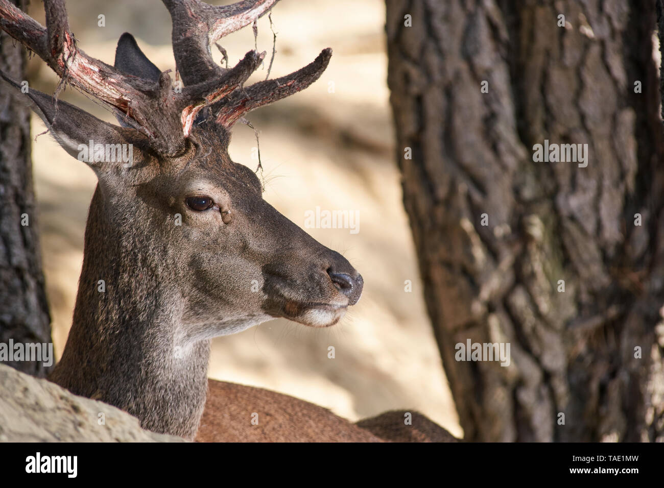 Stag do spain hi-res stock photography and images - Alamy