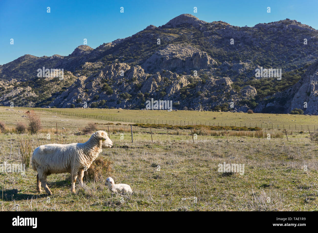 Sheep merina spain hi-res stock photography and images - Alamy