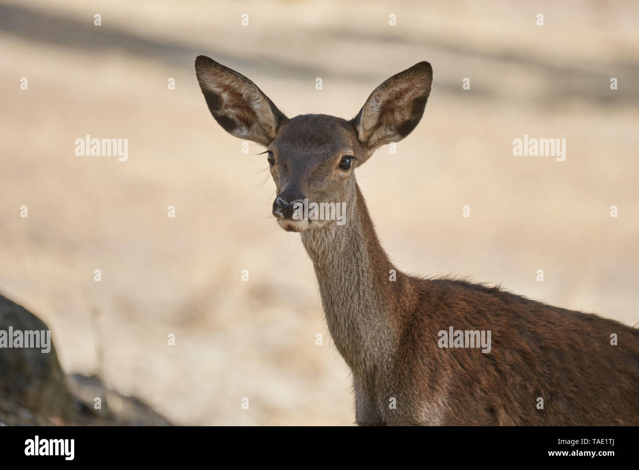 Hervivore ruminant hi-res stock photography and images - Alamy