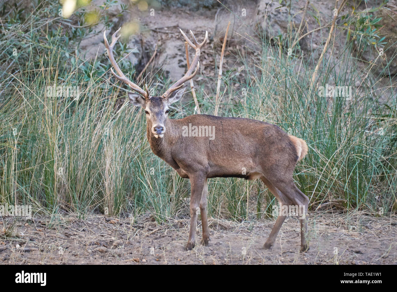 Cervid species hi-res stock photography and images - Alamy