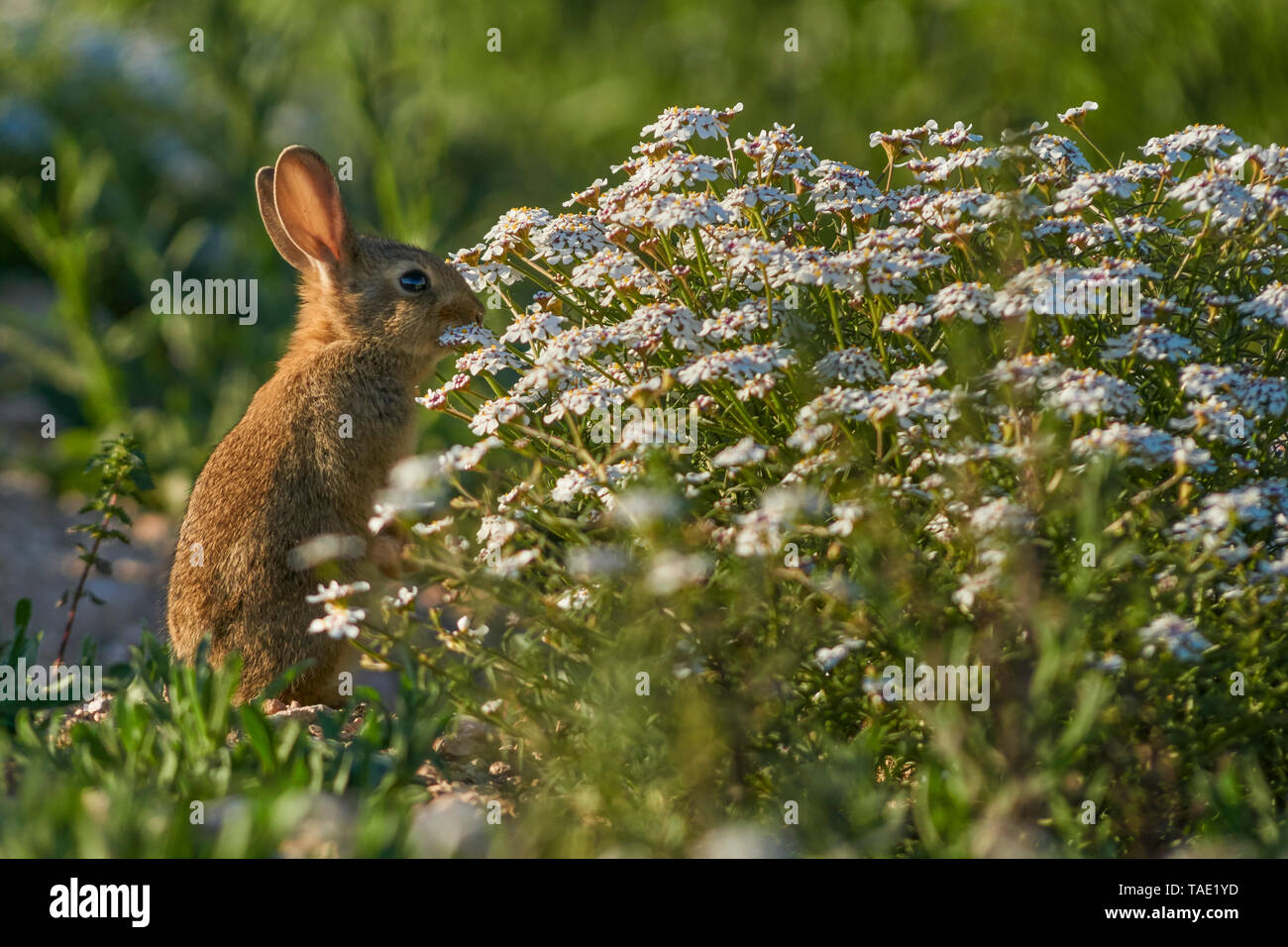 Common or European rabbit (Oryctolagus cuniculus), Andalusia. Spain ...