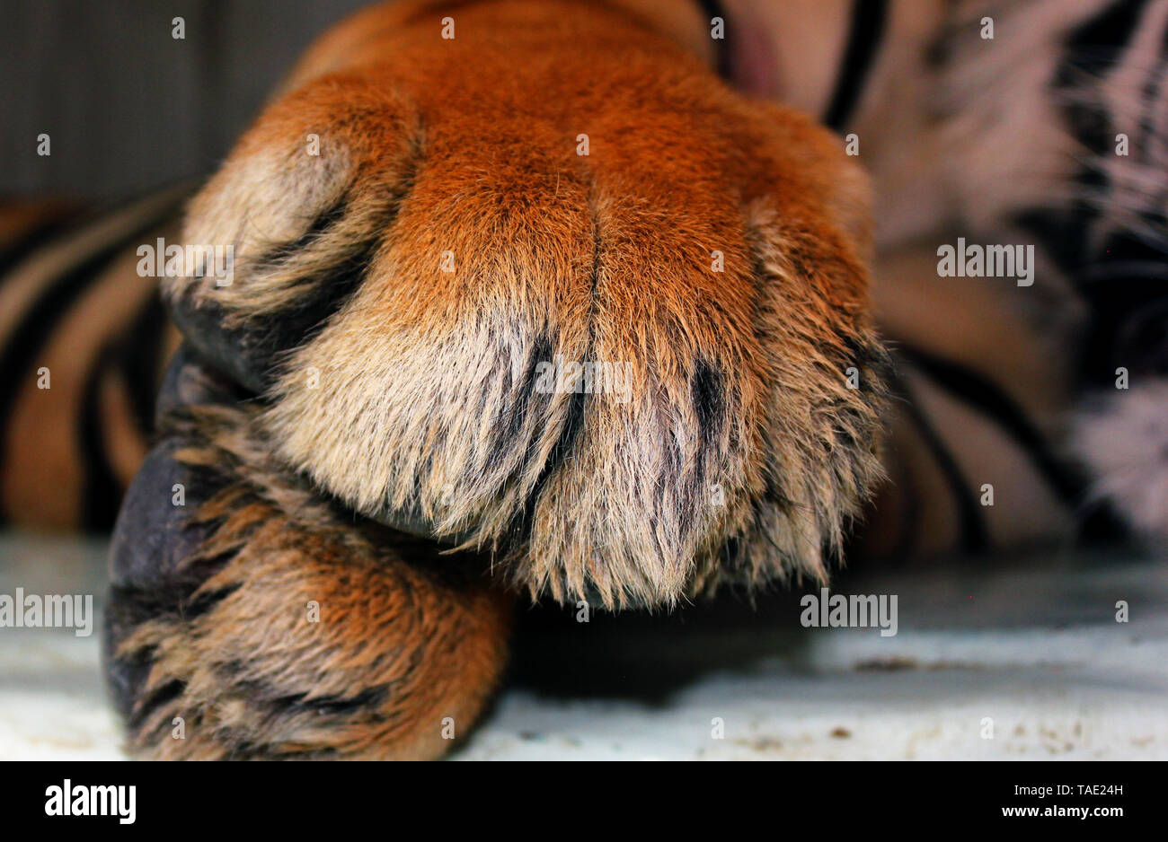 Tiger paws hi-res stock photography and images - Alamy