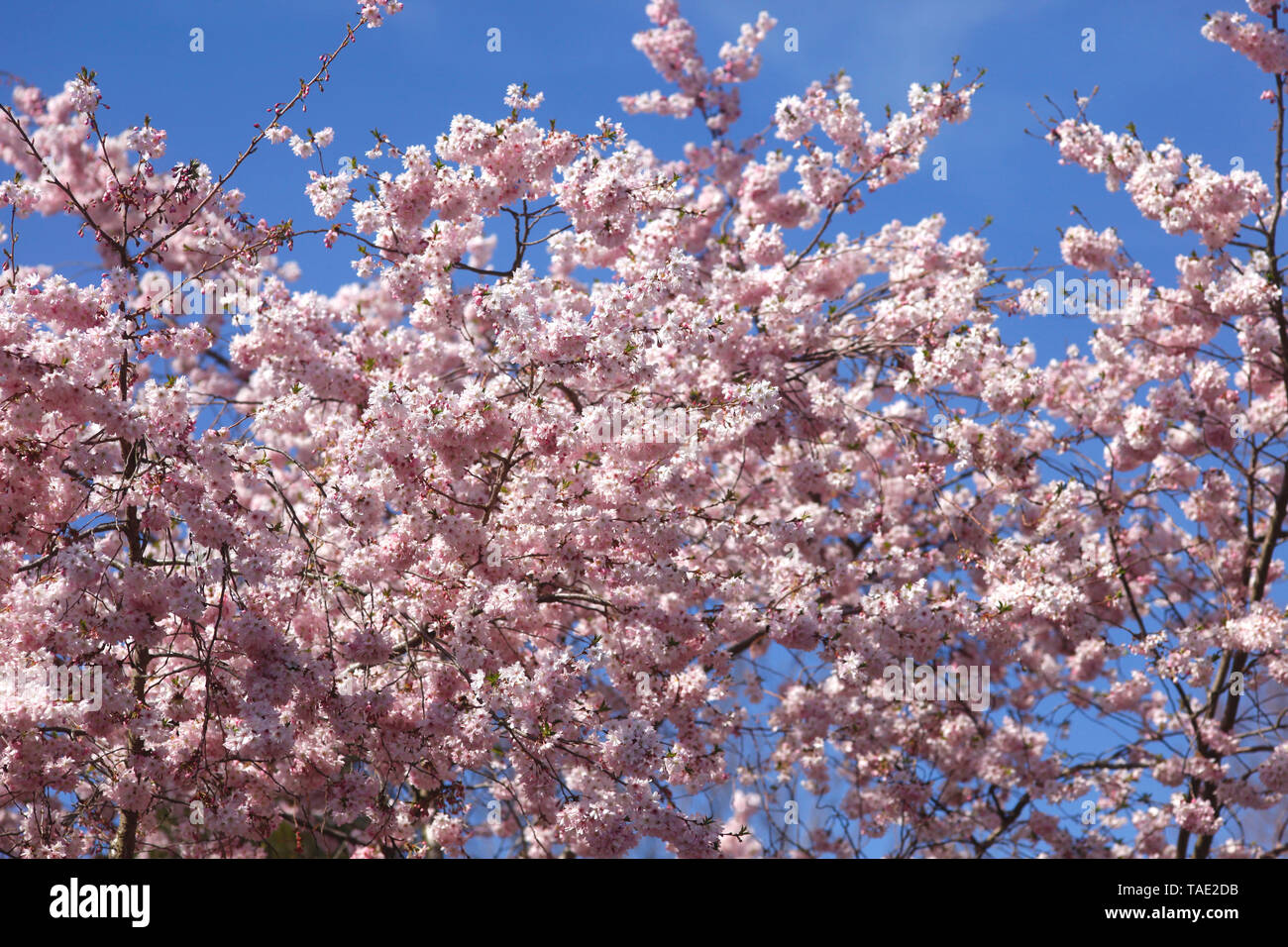 Flowering cherry tree Stock Photo - Alamy