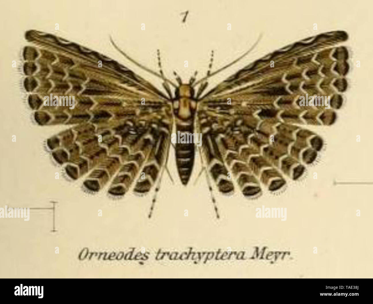 Alucita hi-res stock photography and images - Alamy