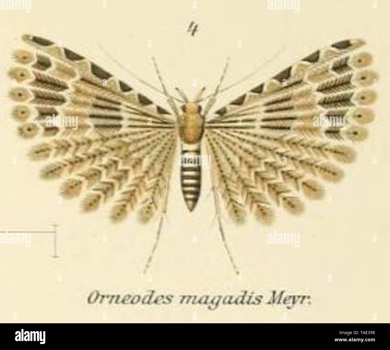 Alucita High Resolution Stock Photography and Images - Alamy