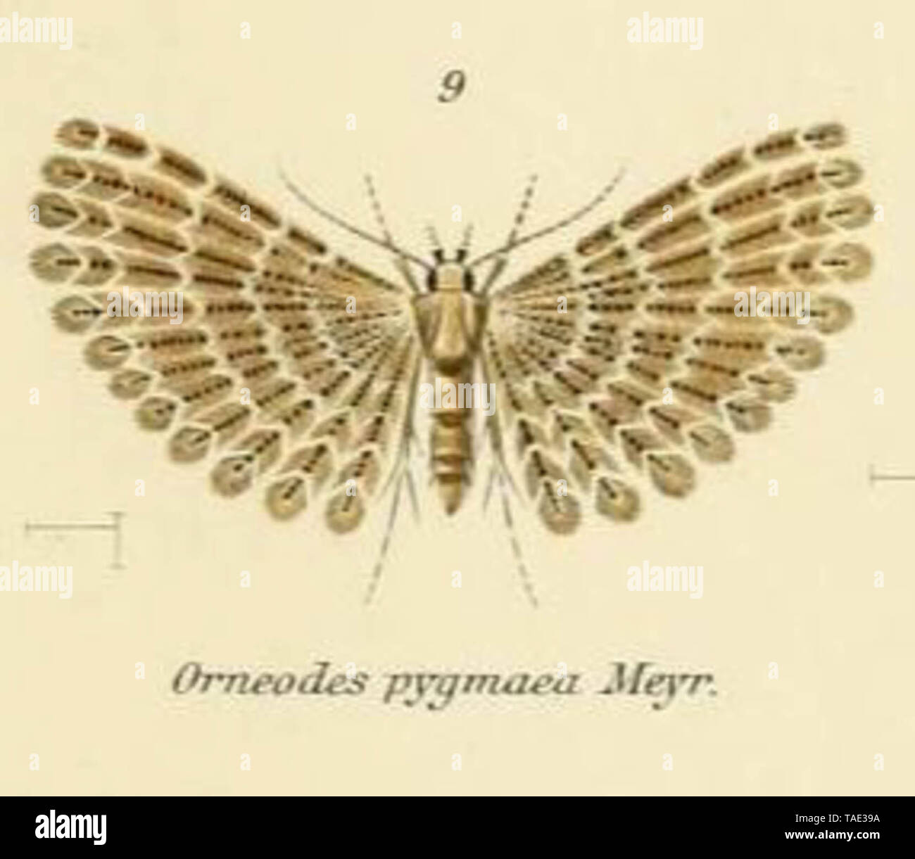 Alucita High Resolution Stock Photography and Images - Alamy