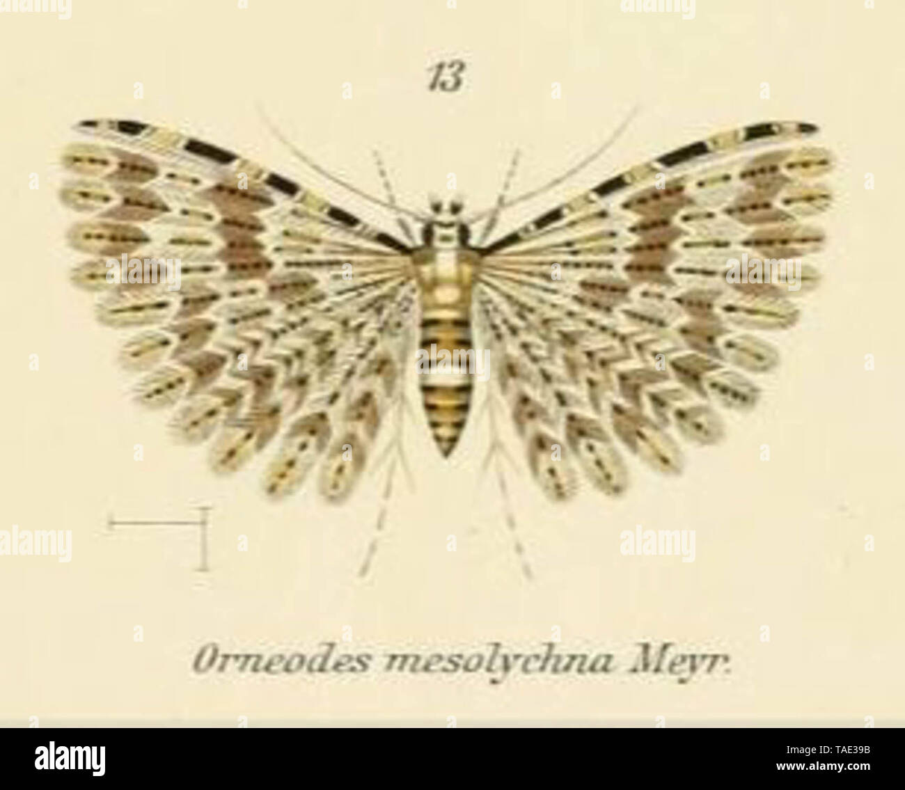 Alucita hi-res stock photography and images - Alamy