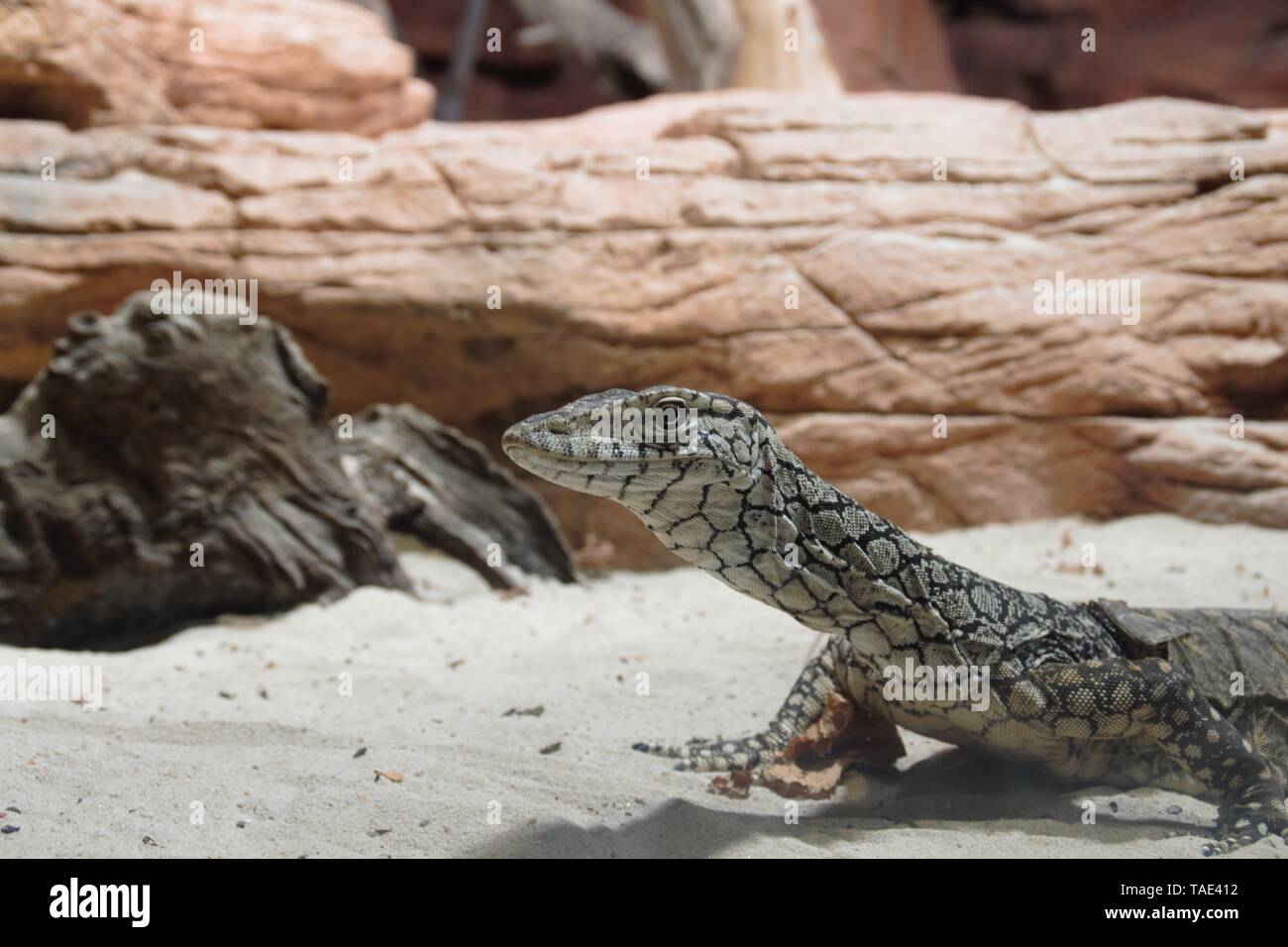 Curious lizard spotted somewhere in Australian outback Stock Photo - Alamy