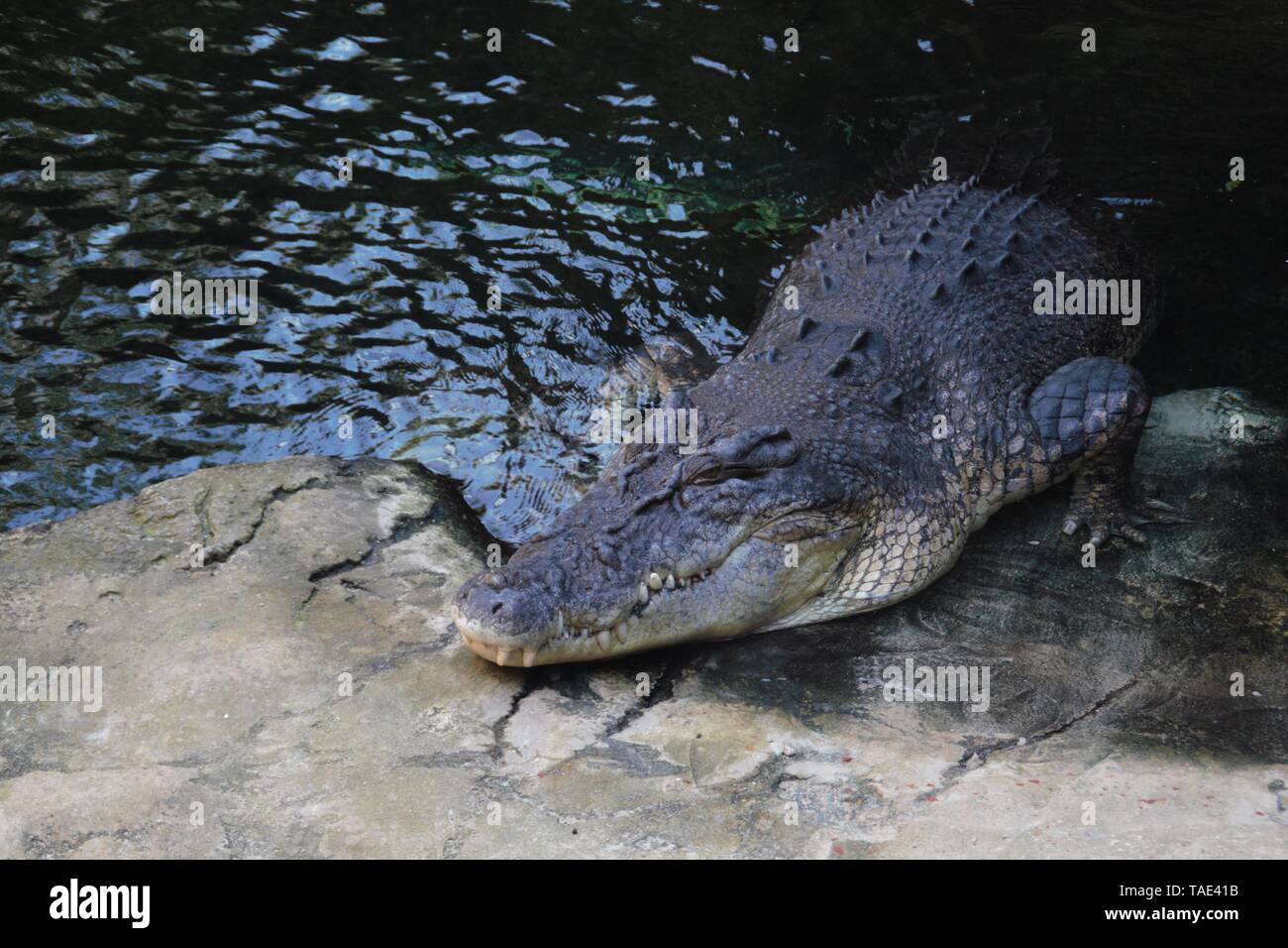 Huge Australian alligator or crocodile is waiting for the next lunch ...