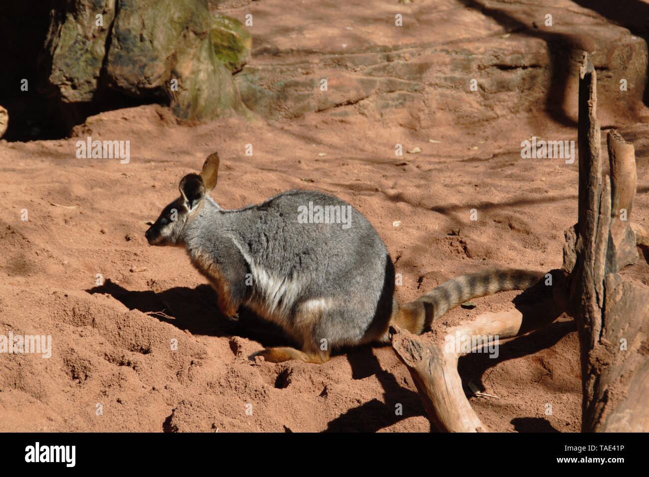 Lazy small Kangaroo is resting in the Australian sun Stock Photo - Alamy