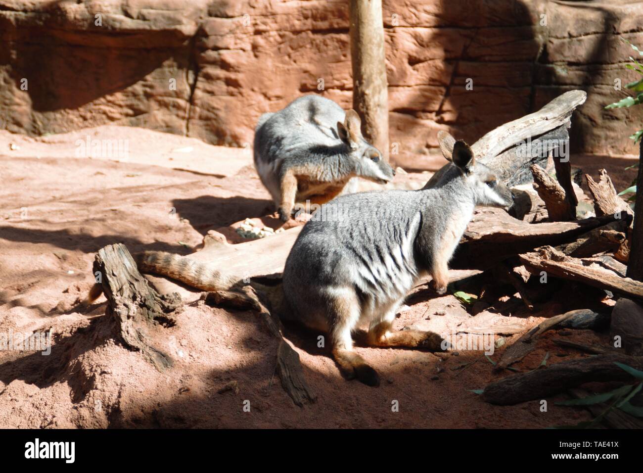 Kangaroos in the city hi-res stock photography and images - Alamy