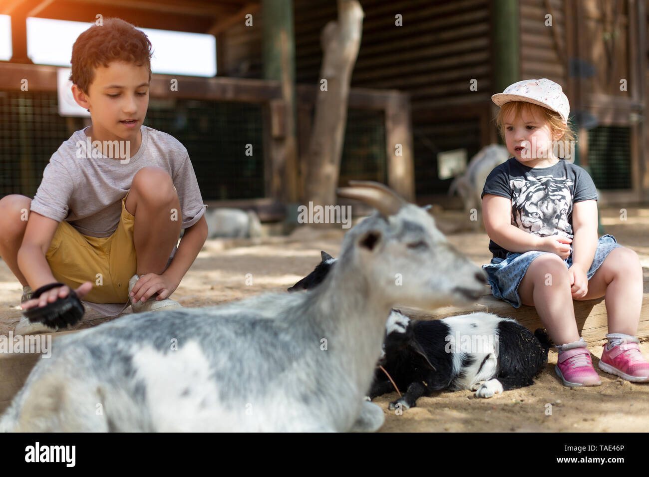 Petting zoo child animal hi-res stock photography and images - Alamy