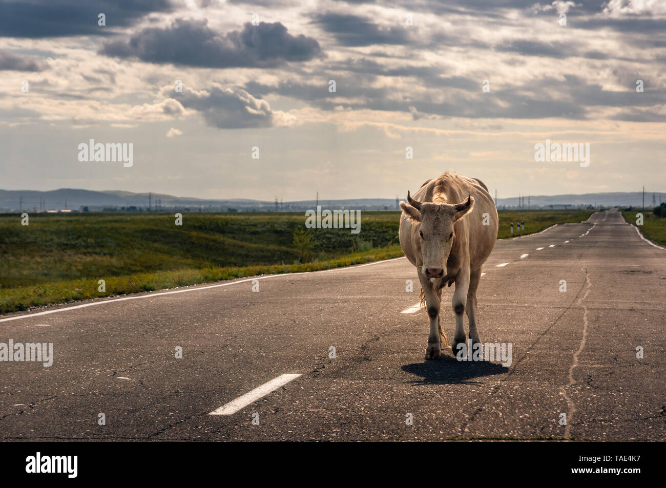 Cow walking on the asphalt road to the horizon backlit by sunset sun in ...