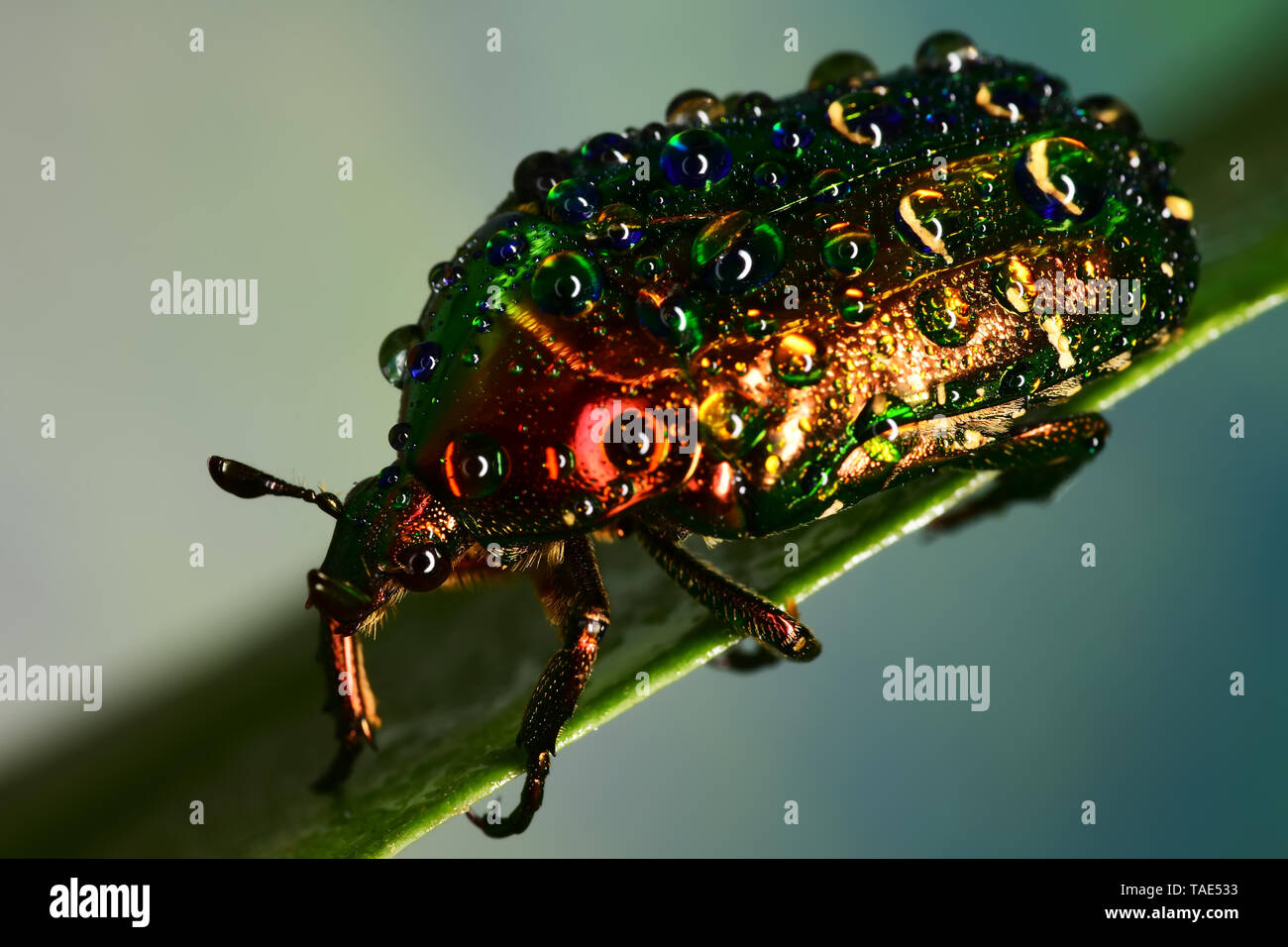 Rain beetle hi-res stock photography and images - Alamy