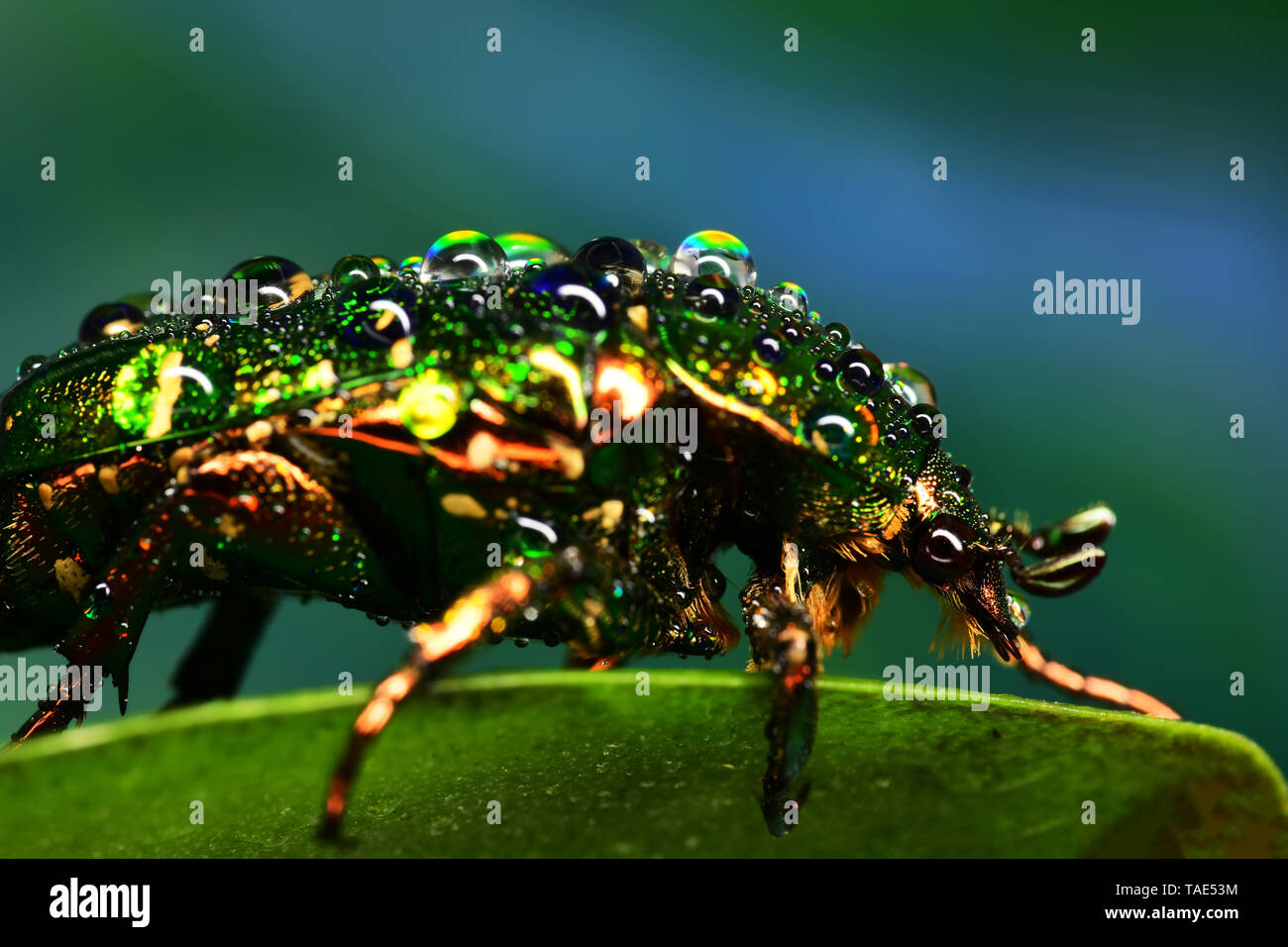 Colorful water drops on beetle Stock Photo - Alamy