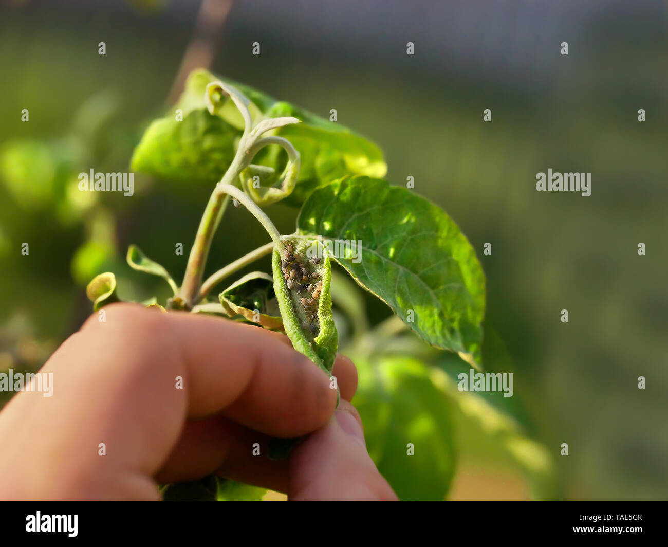 Apple tree aphids hi-res stock photography and images - Alamy