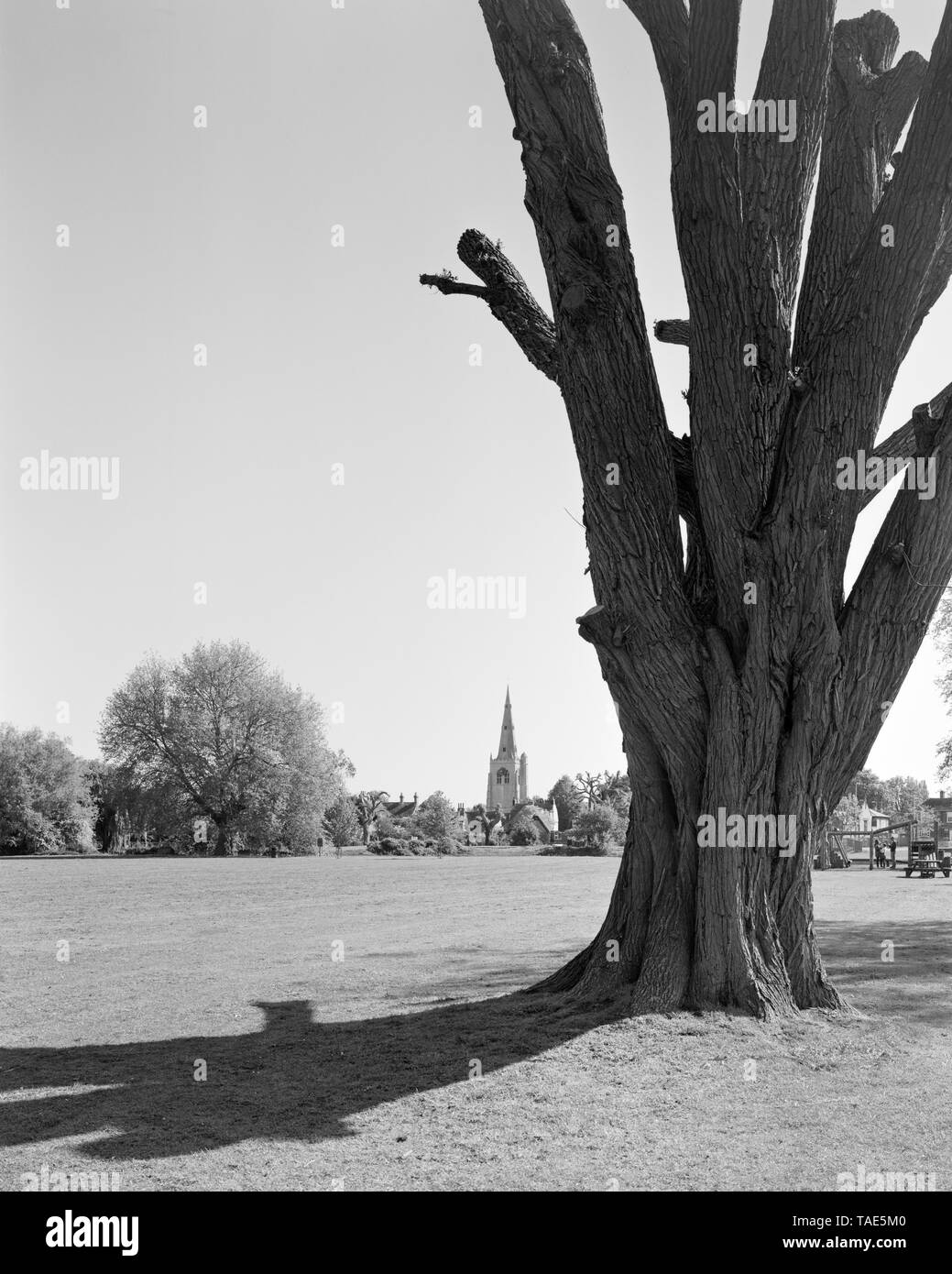 Pollarded tree and Church of St Mary the Virgin Godmanchester ...