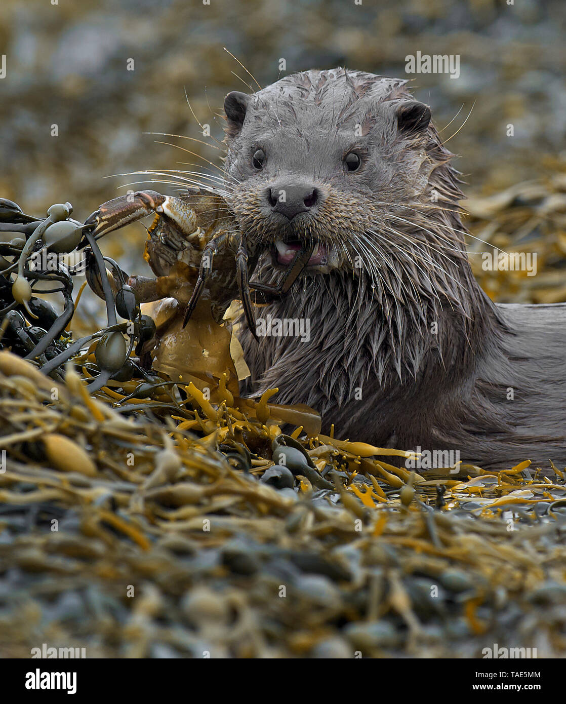 Scottish Coastal otter. North Uist, Western Isles, Scotland Stock Photo ...