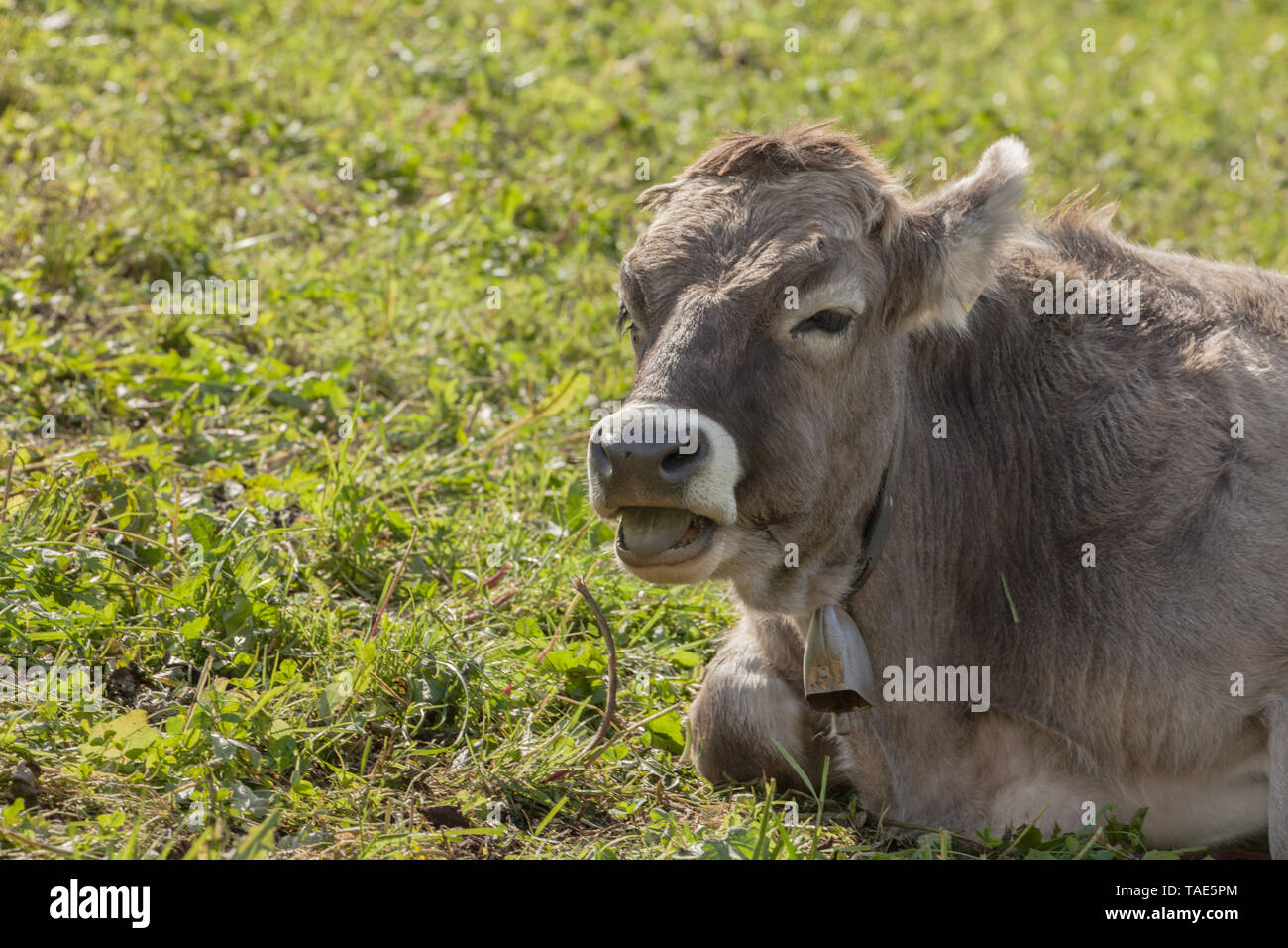 A cow resting in a green pasture in Dolomites area Stock Photo - Alamy