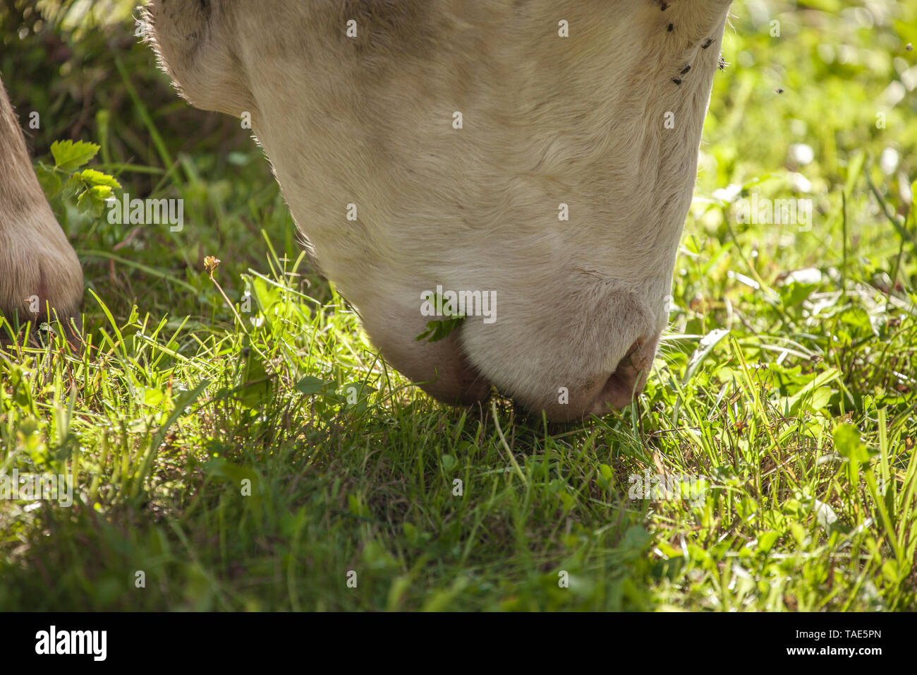 A cow resting in a green pasture in Dolomites area Stock Photo - Alamy