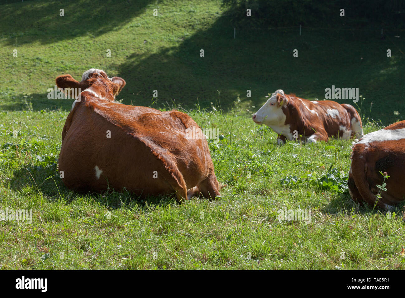 A cow resting in a green pasture in Dolomites area Stock Photo - Alamy