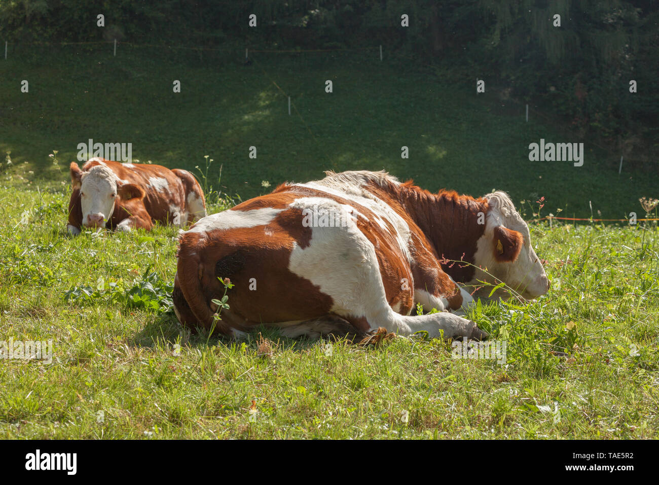 A cow resting in a green pasture in Dolomites area Stock Photo - Alamy